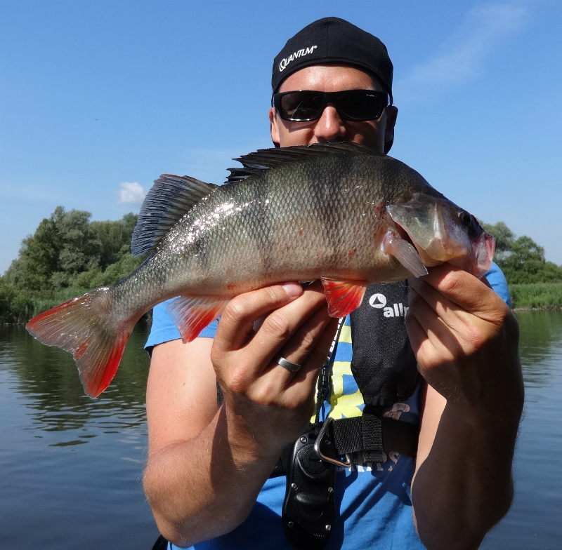 Bilder - BARSCH | Zanderangeln in Hamburg | Angelguiding und ...