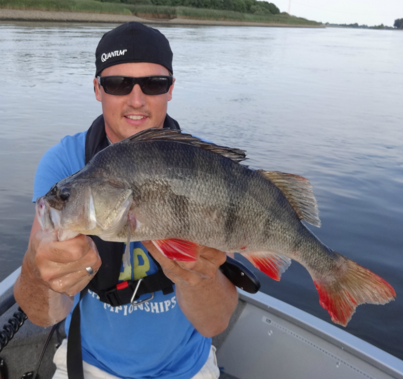 Bilder - BARSCH | Zanderangeln in Hamburg | Angelguiding und ...