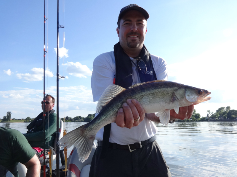 Bilder - ZANDER | Zanderangeln in Hamburg | Angelguiding und ...