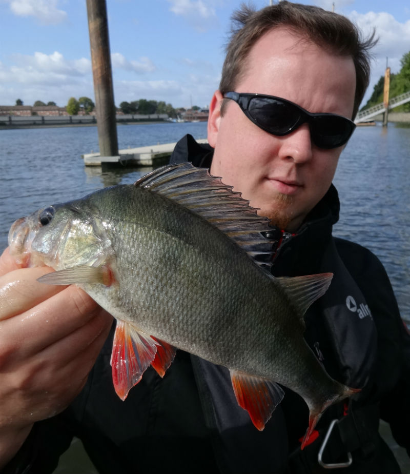 Bilder - BARSCH | Zanderangeln in Hamburg | Angelguiding und ...