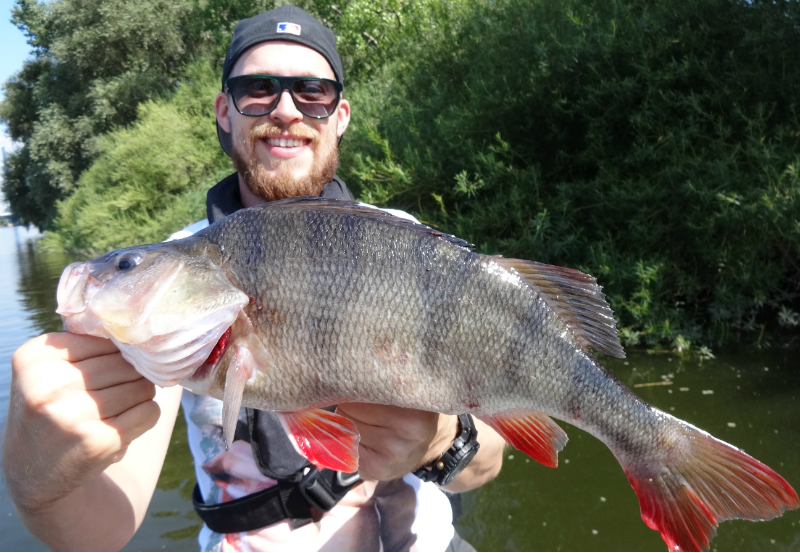 Bilder - BARSCH | Zanderangeln in Hamburg | Angelguiding und ...