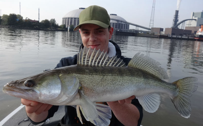 Bilder - ZANDER | Zanderangeln in Hamburg | Angelguiding und ...