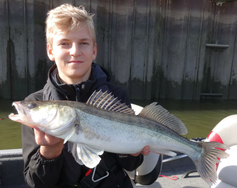 Bilder - ZANDER | Zanderangeln in Hamburg | Angelguiding und ...