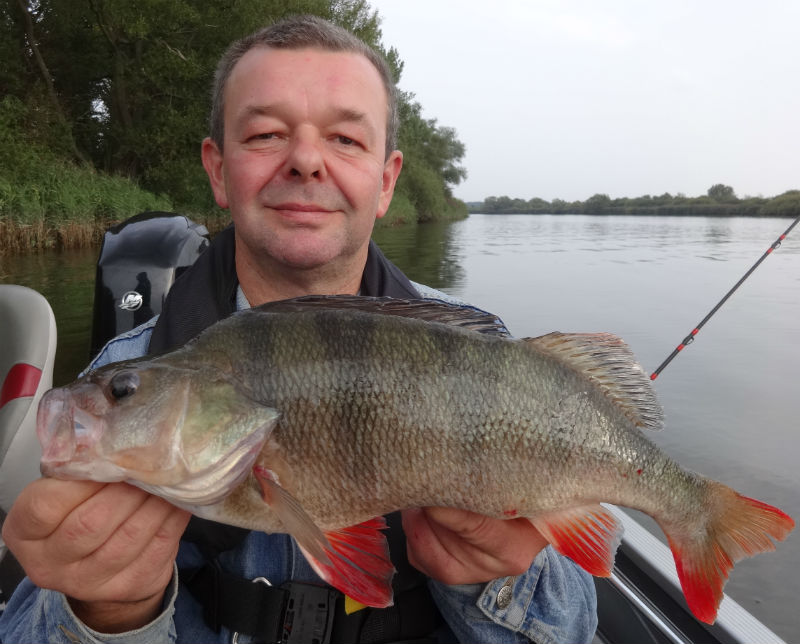 Bilder - BARSCH | Zanderangeln in Hamburg | Angelguiding und ...