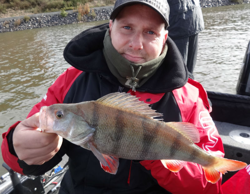 Bilder - BARSCH | Zanderangeln in Hamburg | Angelguiding und ...