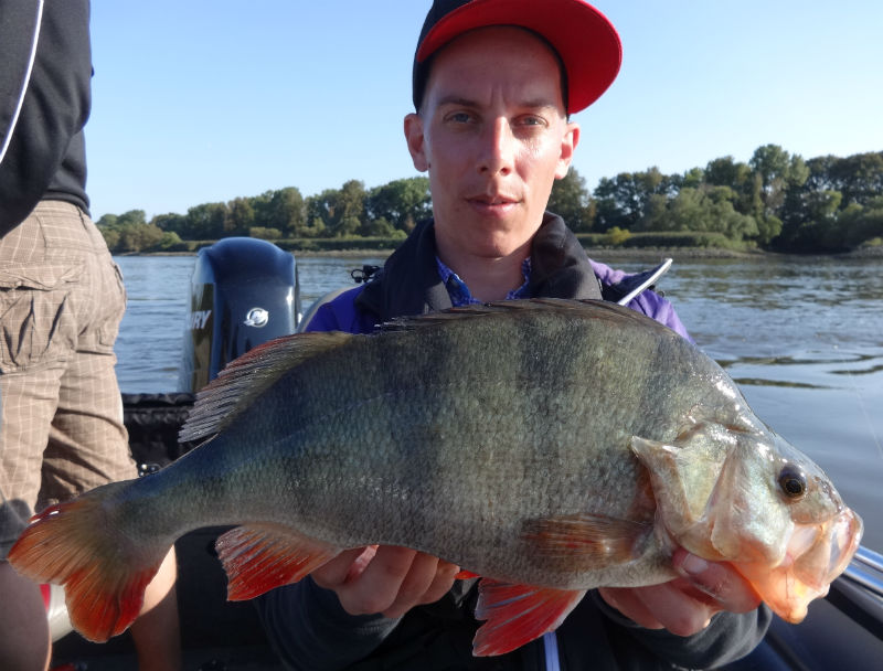 Bilder - BARSCH | Zanderangeln in Hamburg | Angelguiding und ...