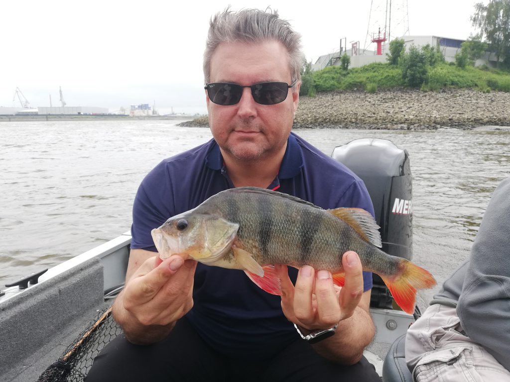 Bilder - BARSCH | Zanderangeln in Hamburg | Angelguiding und ...